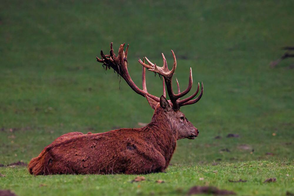Family-Friendly Hotel in Munich | The Charles Hotel